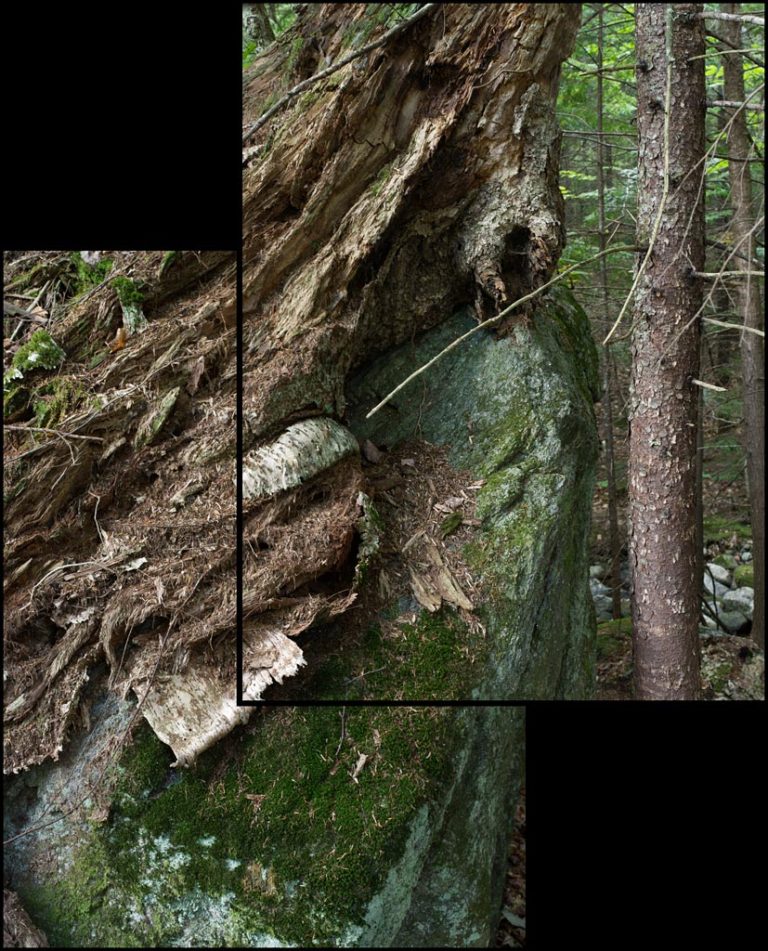 White Mountain National Forest | Hakusan Creation