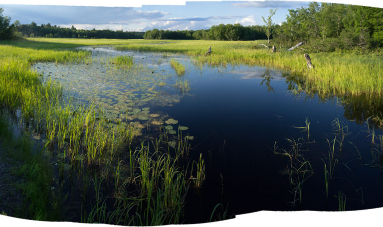 Midsummer | Hakusan Creation