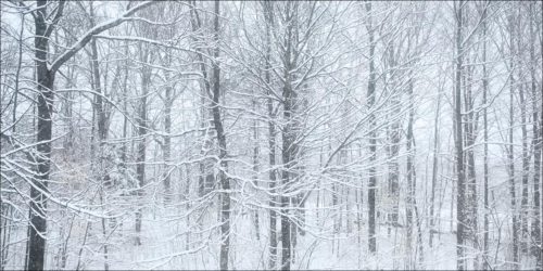 Winter in Maine | Hakusan Creation