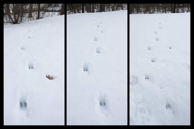 Winter in Maine | Hakusan Creation