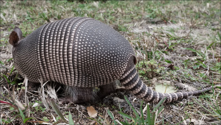An Armadillo Tail | Hakusan Creation