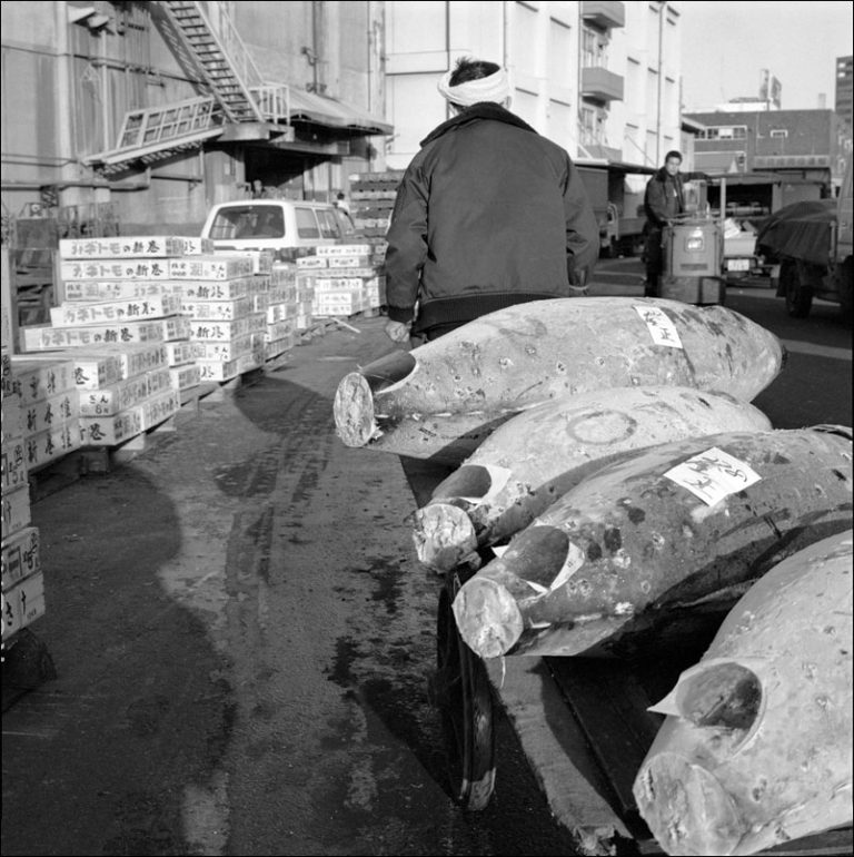 Tsukiji Revisited Part 1 Hakusan Creation